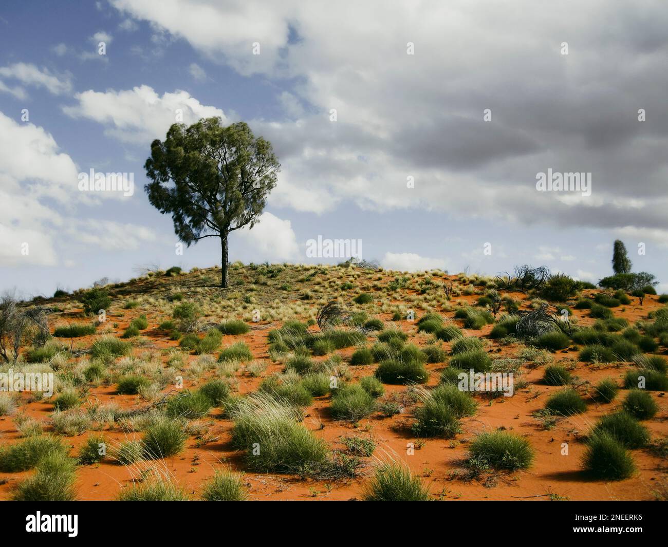 Solitary tree in empty arid desert landscape with fluffy clouds, red ...