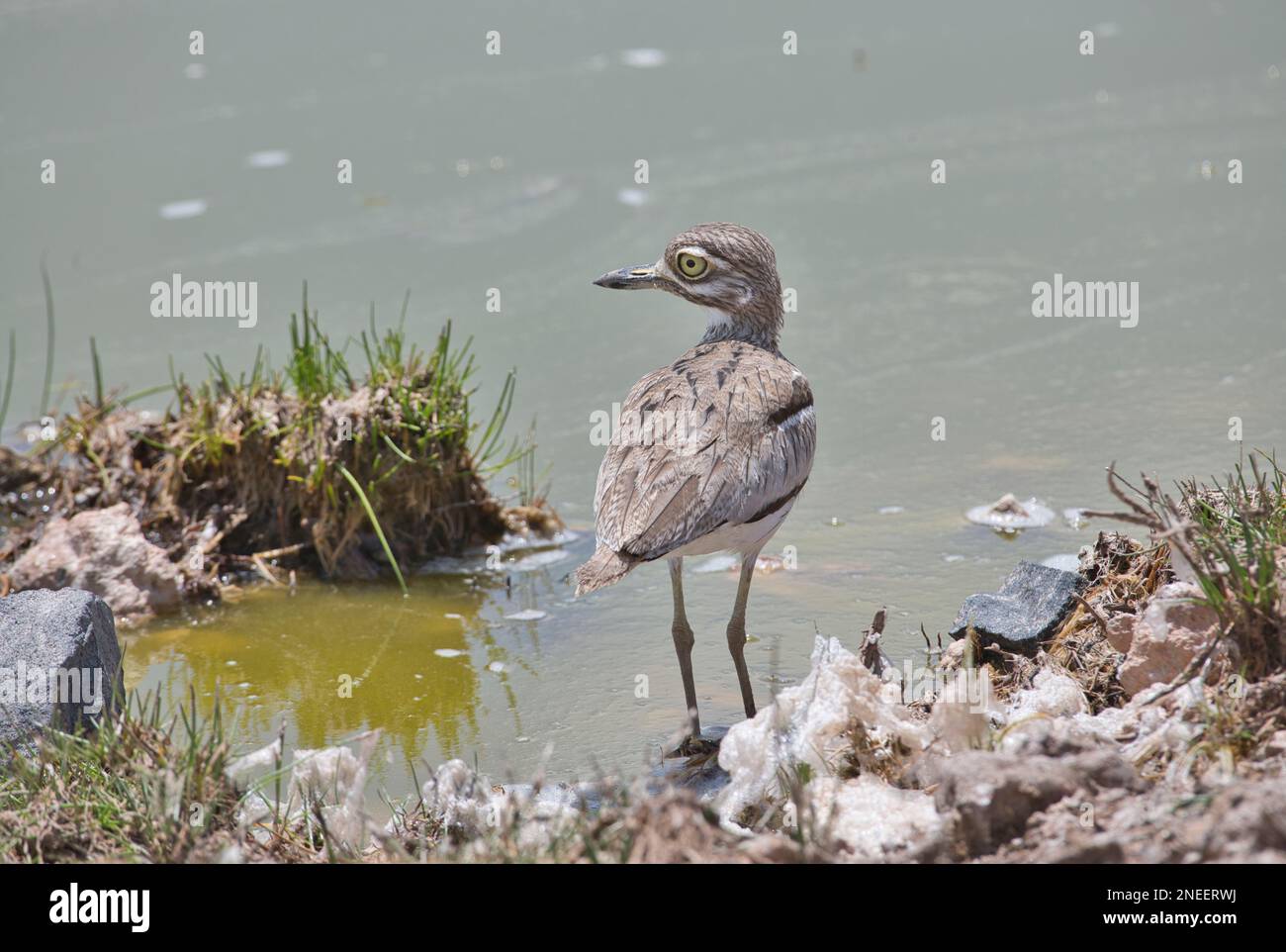 Water thick-knee (Burhinus vermiculatus), also sometimes known as the ...