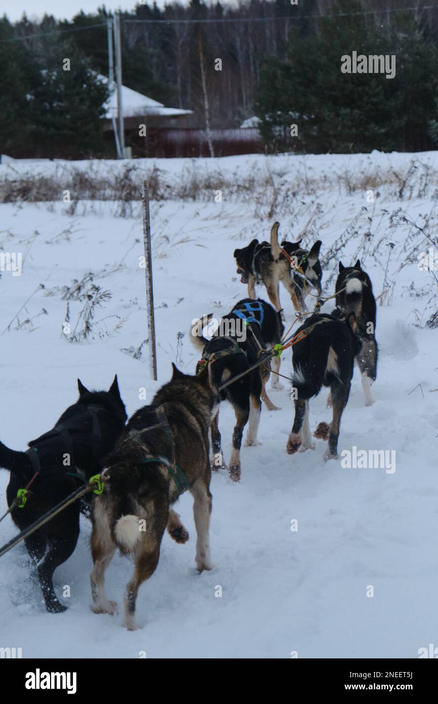 Team sledding mix breed dogs outside run past village in field on their ...