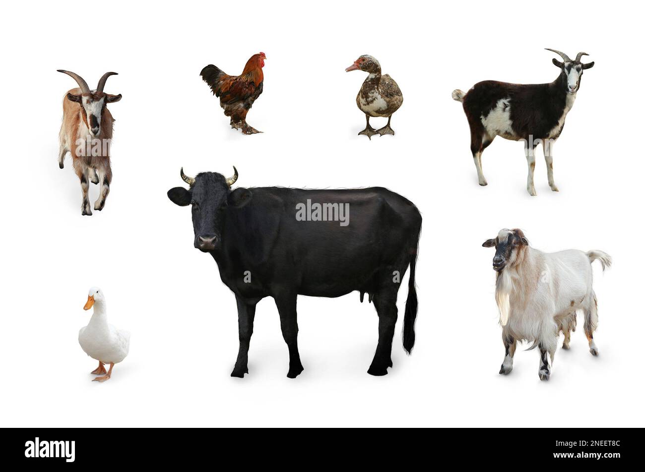 Different farm animals on white background, collage Stock Photo - Alamy