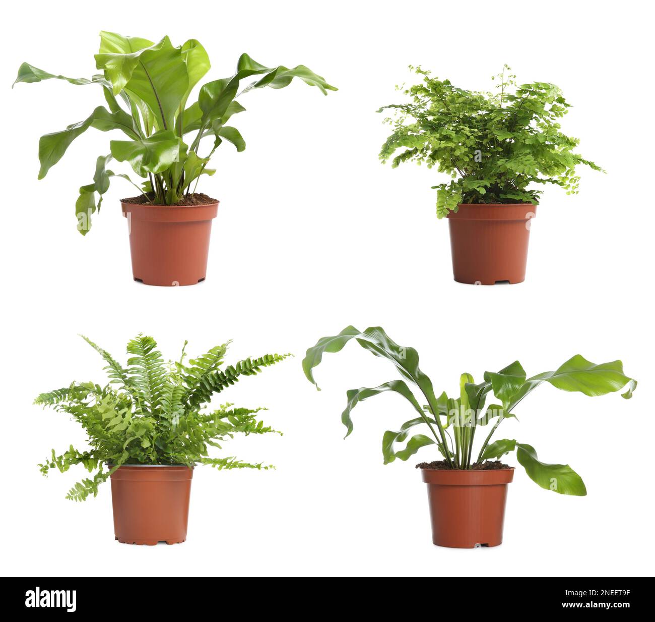 Set with beautiful ferns in pots on white background Stock Photo - Alamy