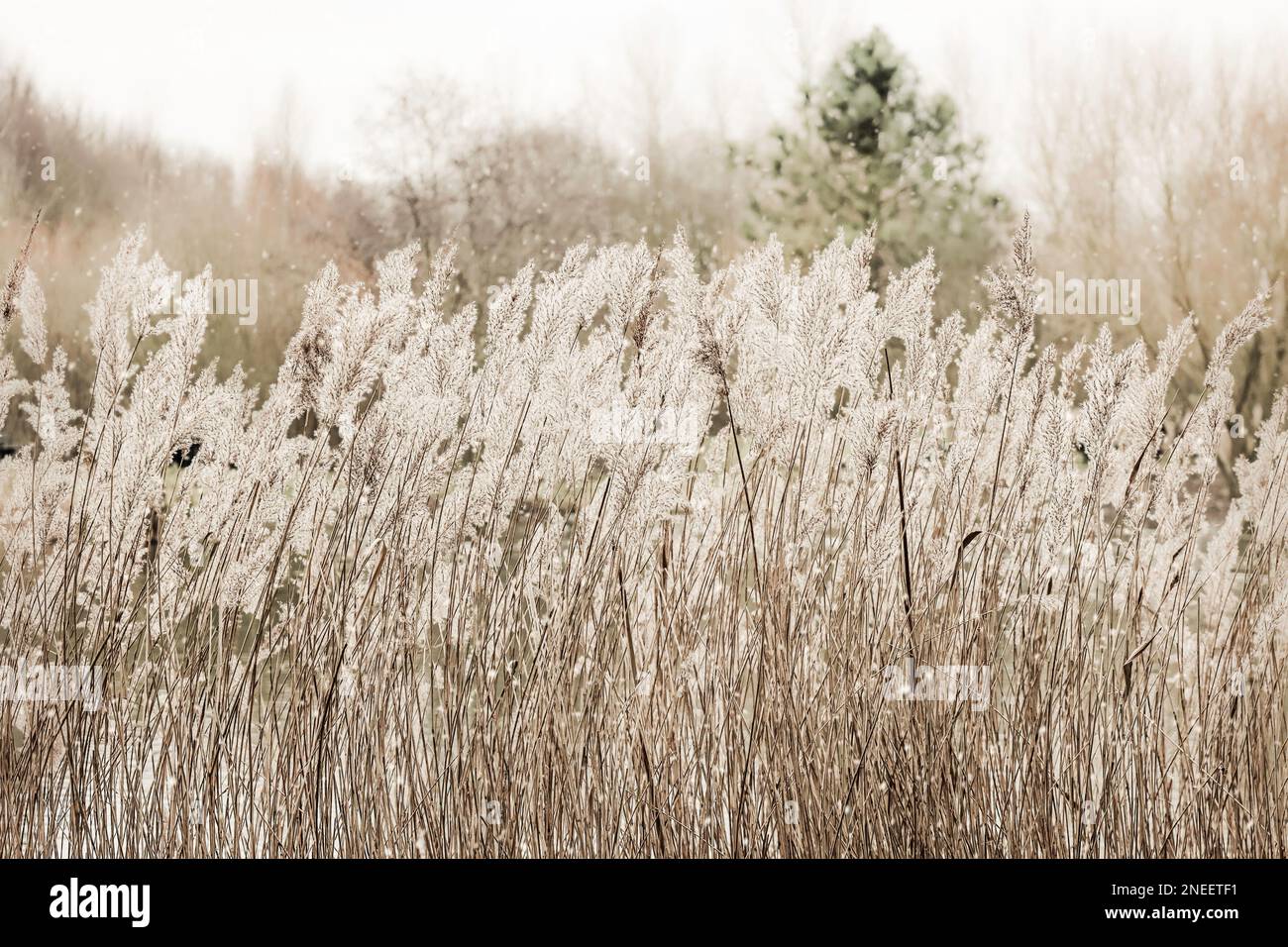 Tall fluffy natural grasses in Winter with snowflakes, neutral colours ...