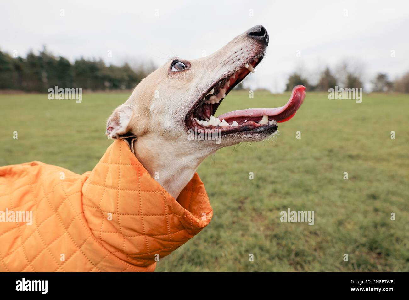 Portrait of one happy young fawn coloured pedigree Whippet dog panting ...