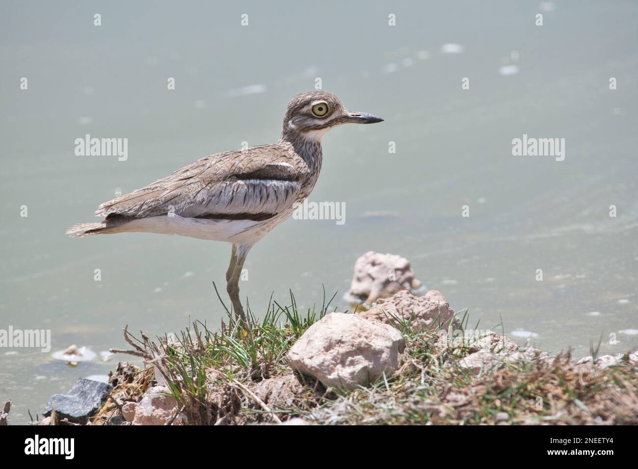 Water thick-knee (Burhinus vermiculatus), also sometimes known as the ...