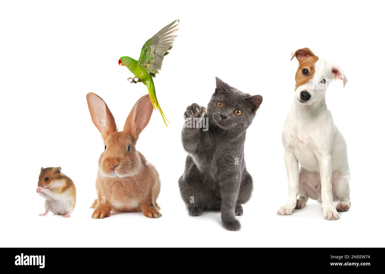 Group of different domestic animals on white background, collage ...