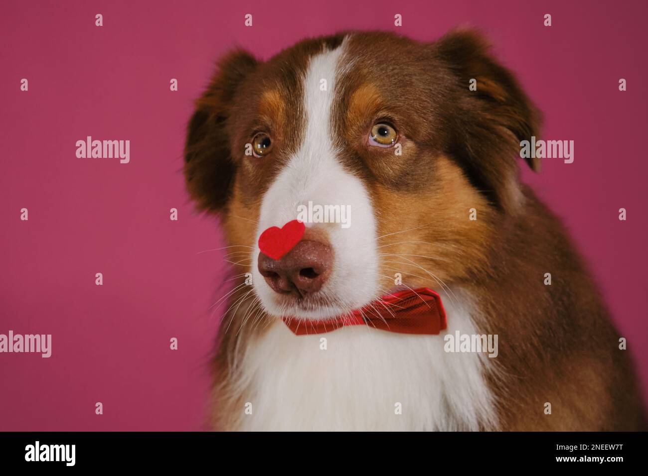 Concept of Valentine's Day. Postcard with pet on a pink background ...
