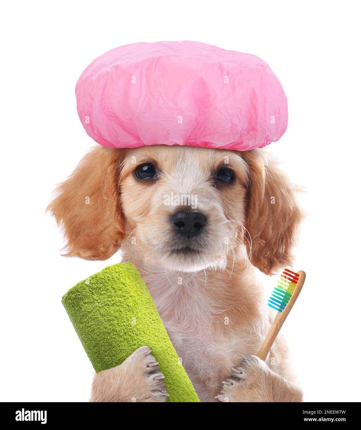 Cute funny dog with shower cap and different accessories for bathing on ...