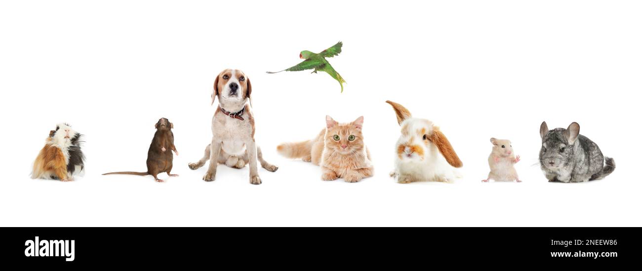 Group of different domestic animals on white background, collage ...