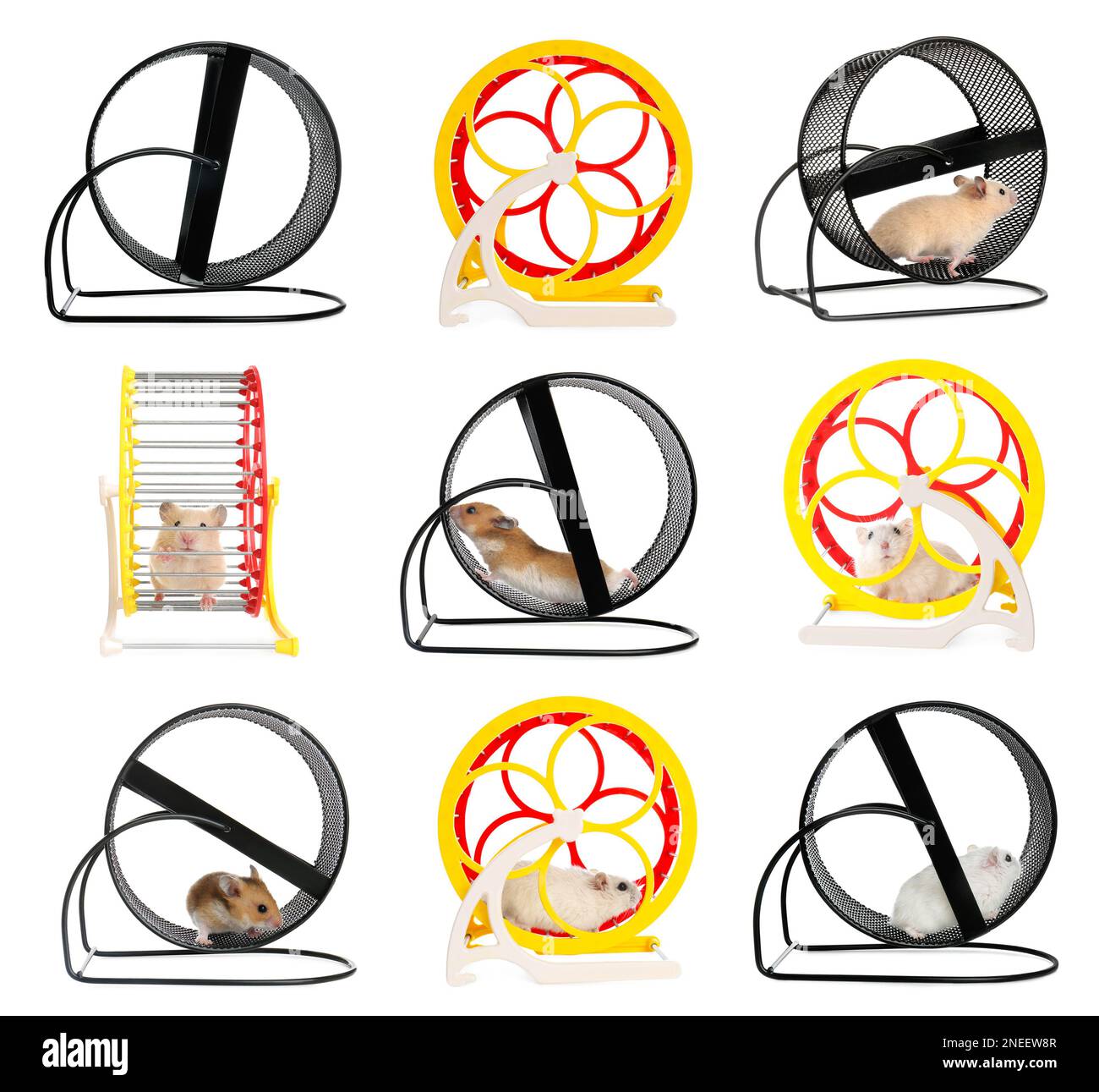 Hamsters on hamster wheel hi-res stock photography and images - Alamy