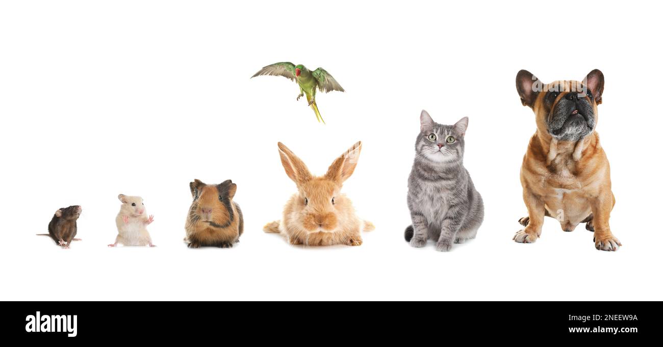 Group of different domestic animals on white background, collage ...