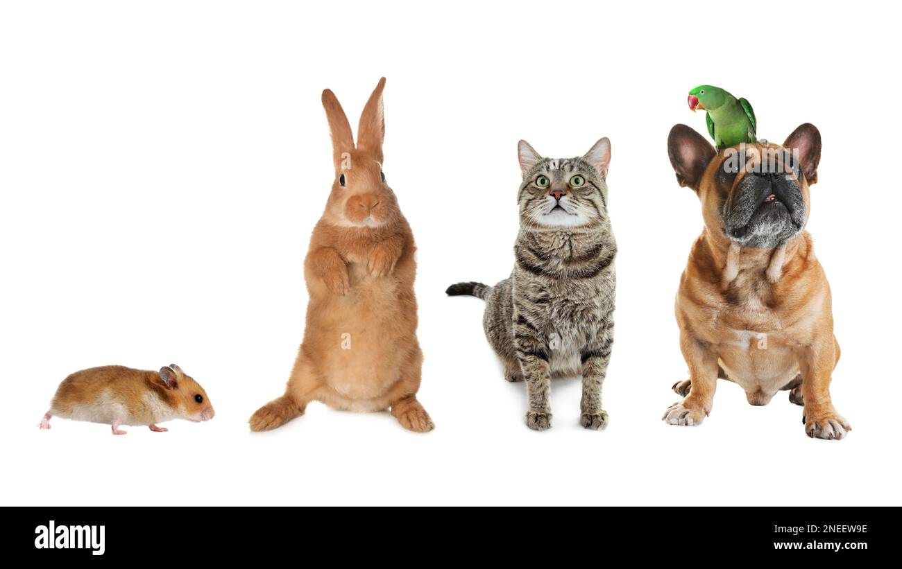 Group of different domestic animals on white background, collage ...