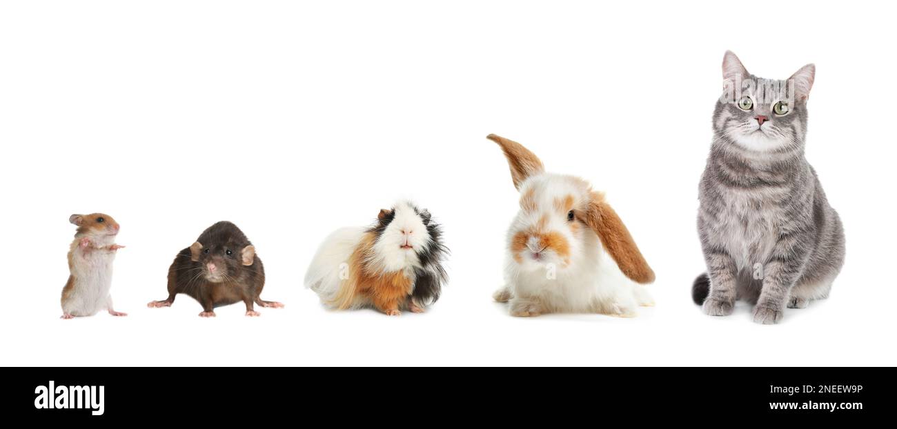 Group of different domestic animals on white background, collage ...