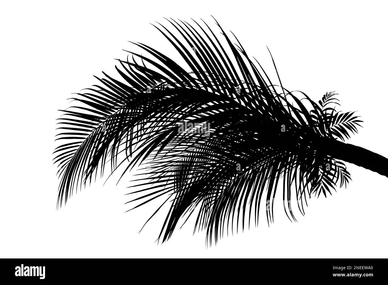 Shadow palm leaves Black and White Stock Photos & Images - Alamy