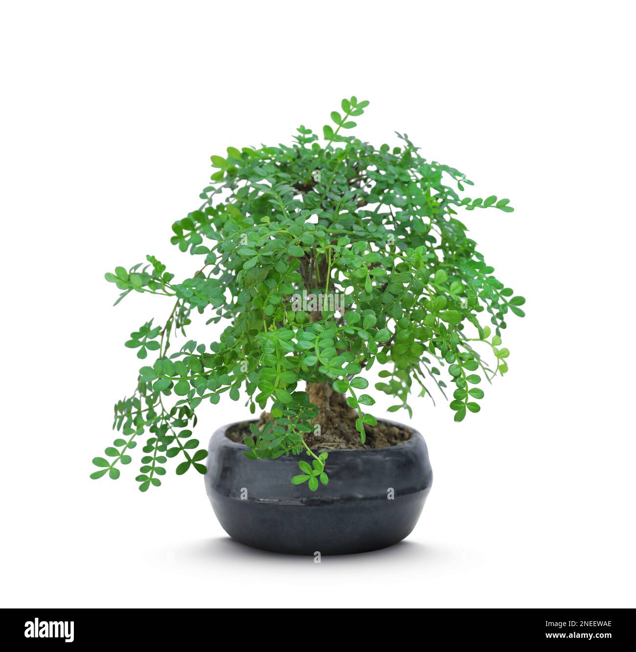 Beautiful bonsai tree in pot isolated on white Stock Photo - Alamy