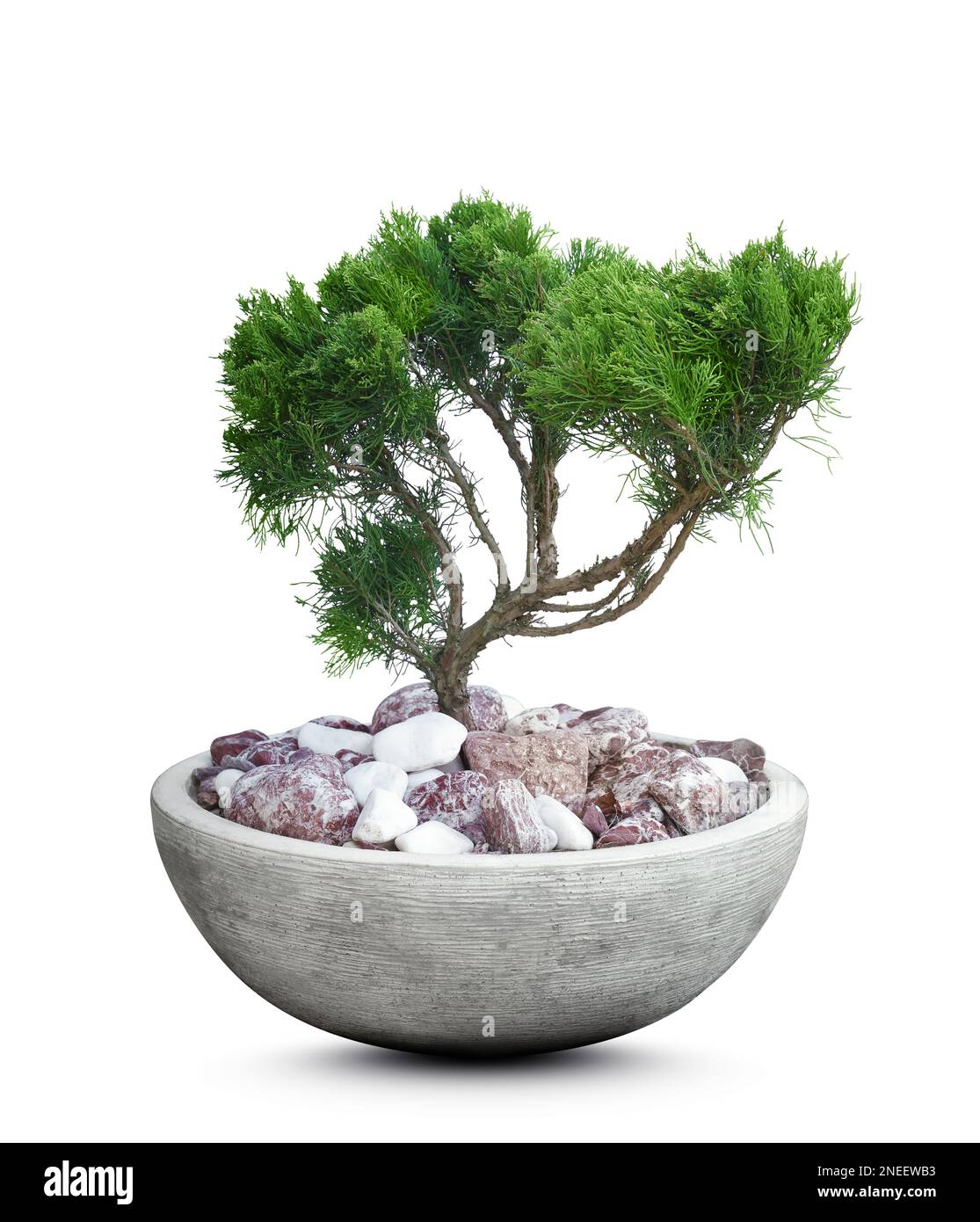 Beautiful bonsai tree in pot isolated on white Stock Photo - Alamy