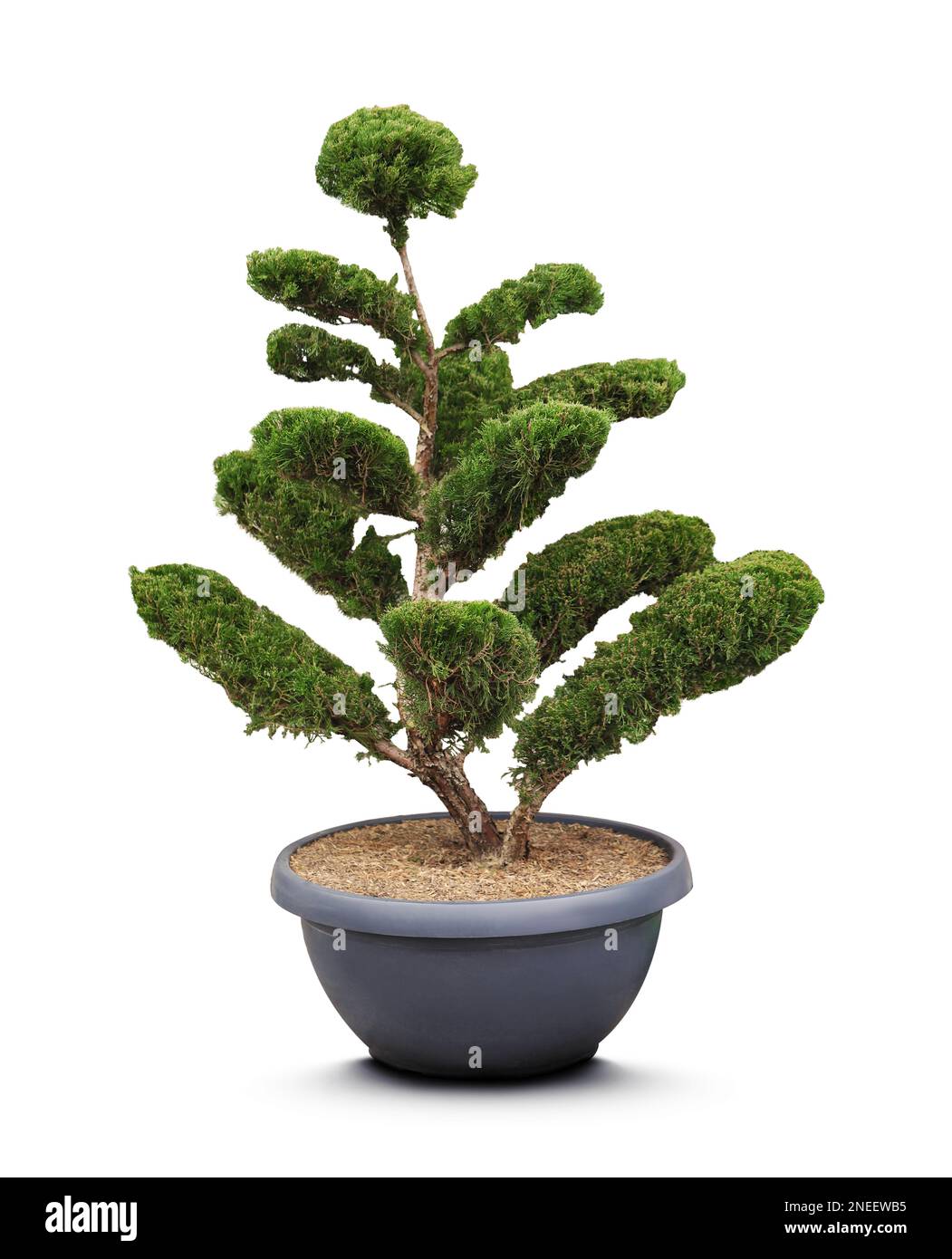 Beautiful bonsai tree in pot isolated on white Stock Photo - Alamy