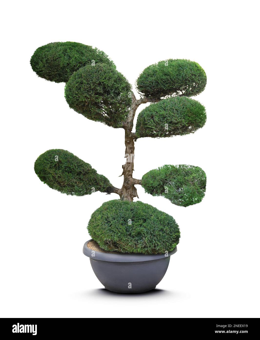Beautiful bonsai tree in pot isolated on white Stock Photo - Alamy