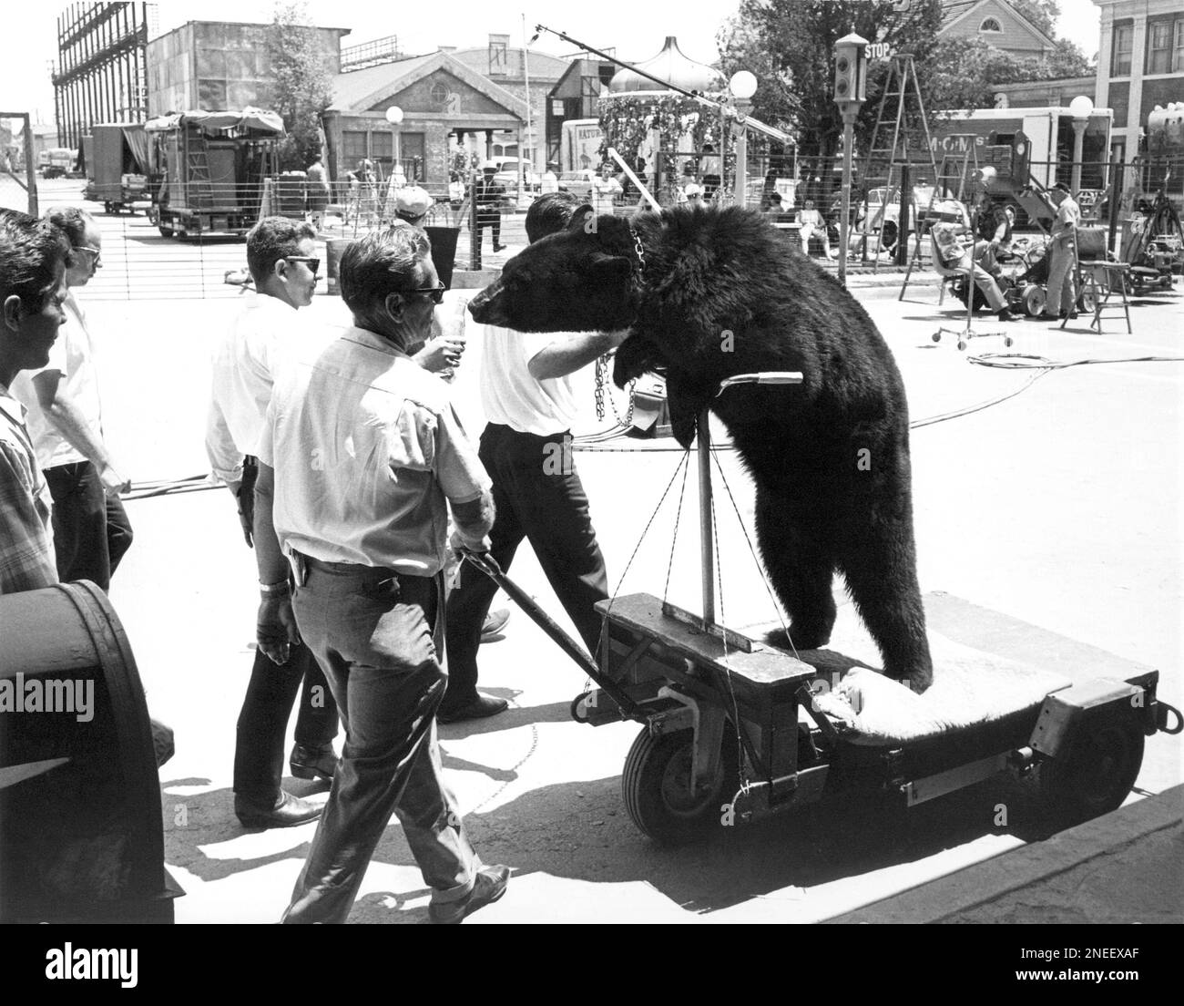 108 various animals are involved in the new movie, ?Zebra in the ...
