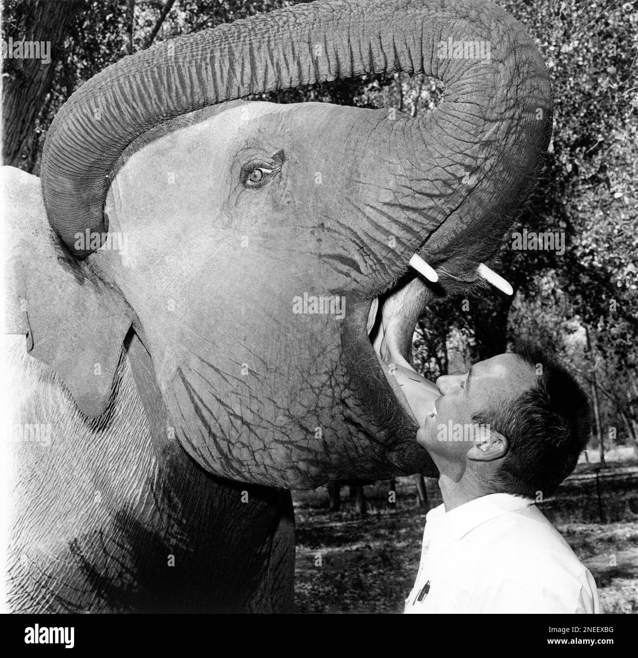 Margie, cast member for the MGM film "Zebra in the Kitchen", is checked ...