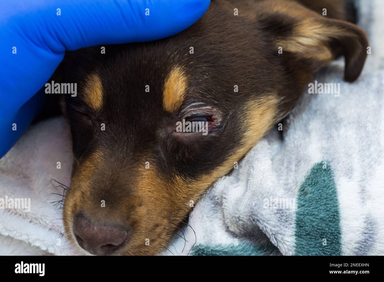 close-up photo of a puppy after cherry eye surgery Stock Photo - Alamy