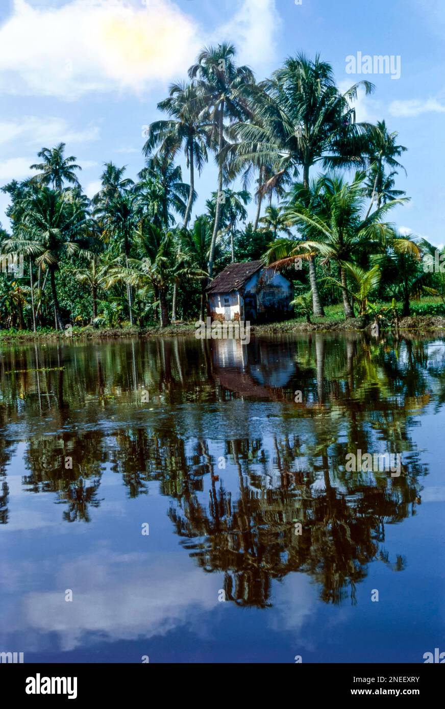 Small thatched building beside backwaters of Kuttanad with palm trees ...