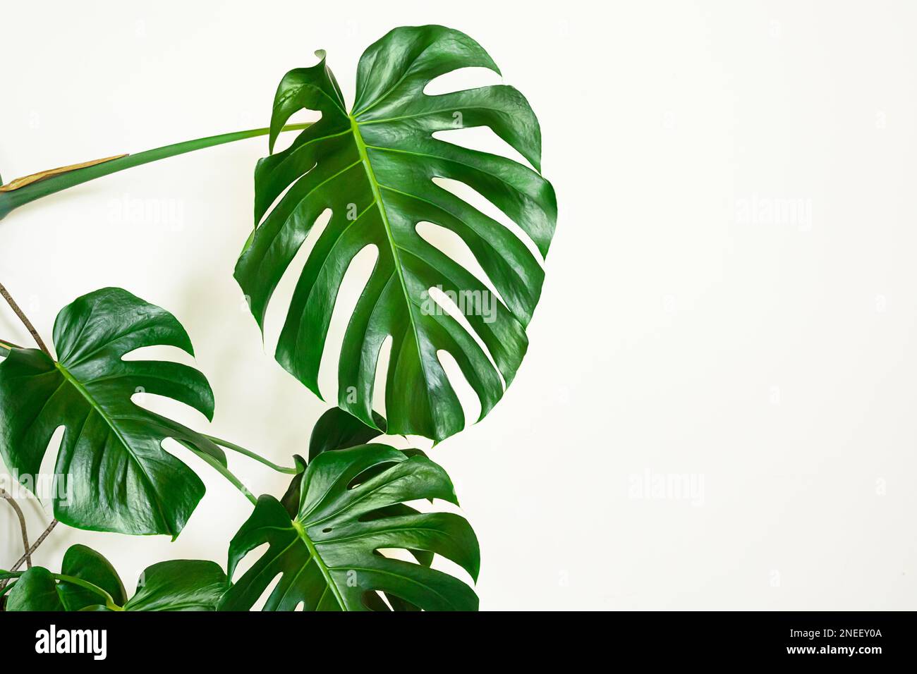 Beautiful leaves of Swiss cheese plant or Monstera deliciosa close-up ...