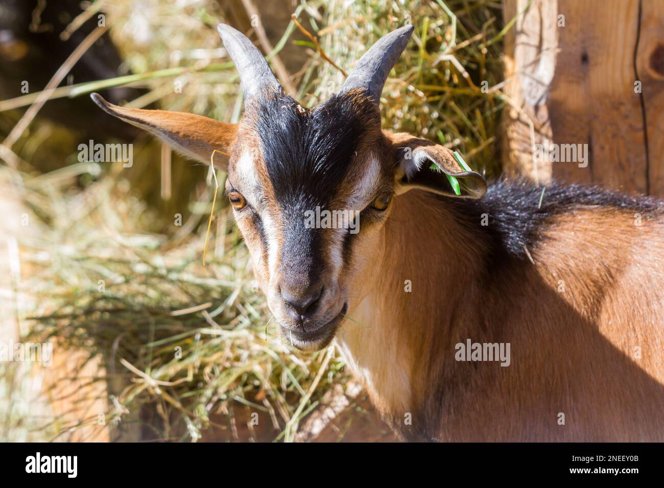 domestic goat alpine and Saanen mixed breed Stock Photo - Alamy