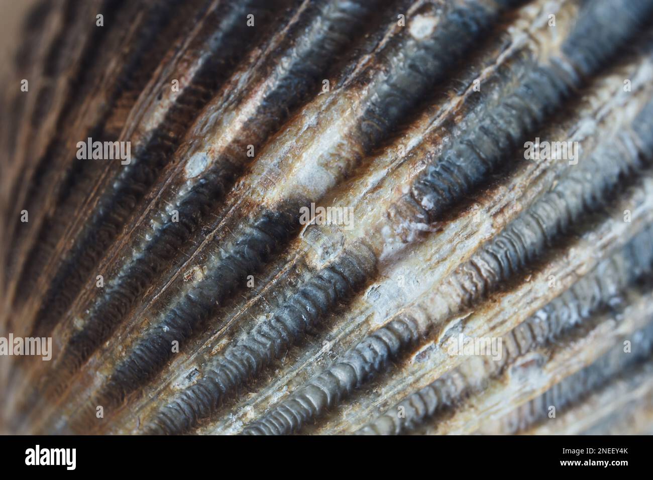 A brown seashell as a natural background, macro shot, shallow DOF Stock ...
