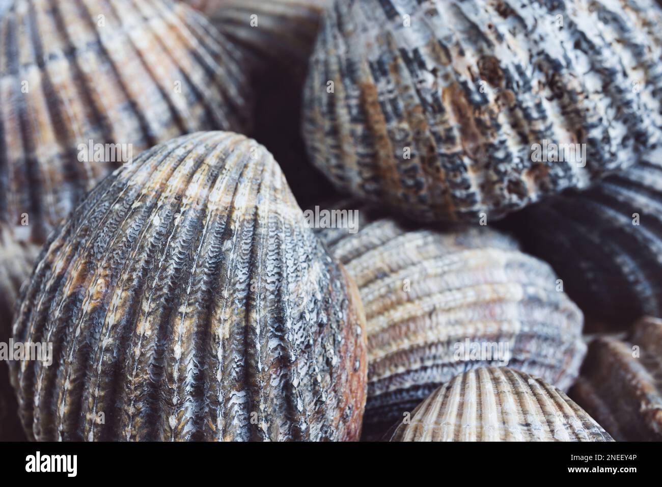 Brown and gray seashells close-up as a natural background, shallow DOF ...