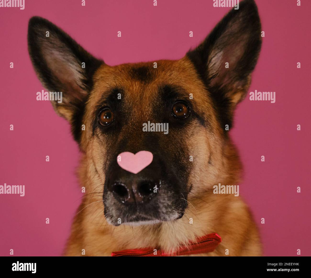 German Shepherd dog wears bow tie and has pink heart on nose. Postcard ...