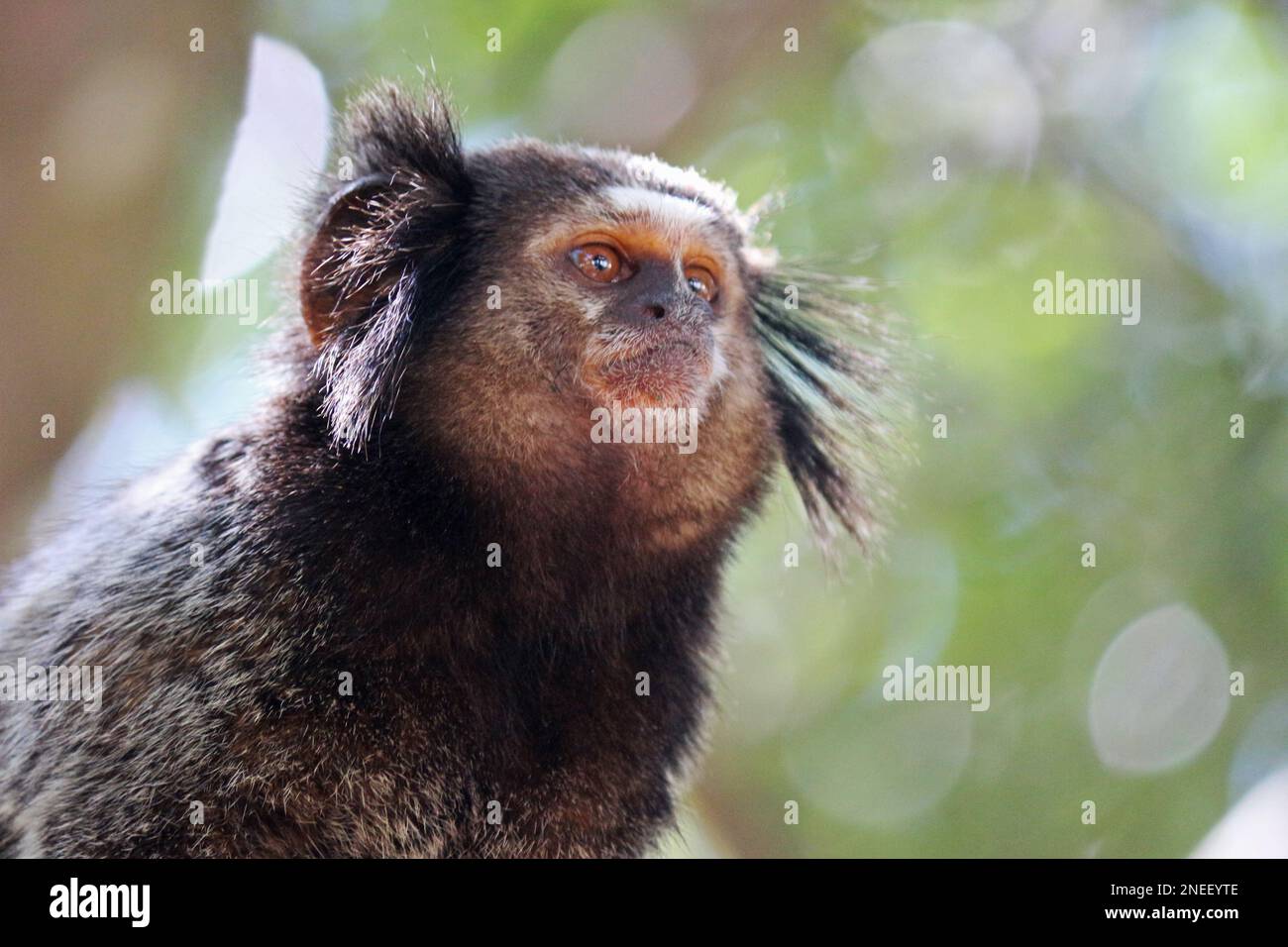 Portrait of a Capuchin Monkey in the middle of nature and is quite ...