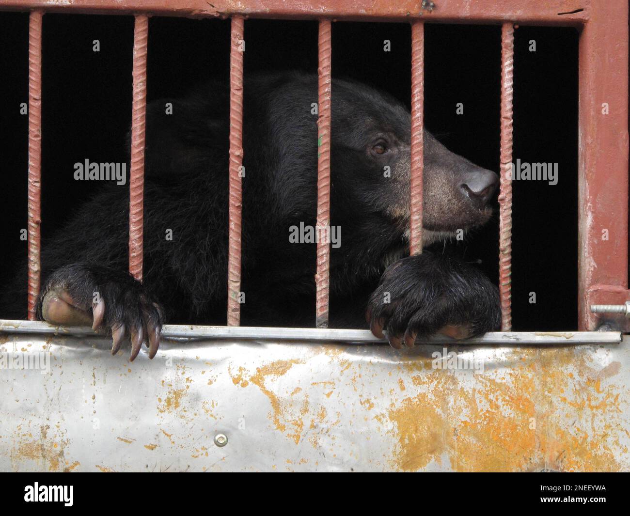 A bear looks out from a cargo container in Tan Uyen, Vietnam on Monday ...
