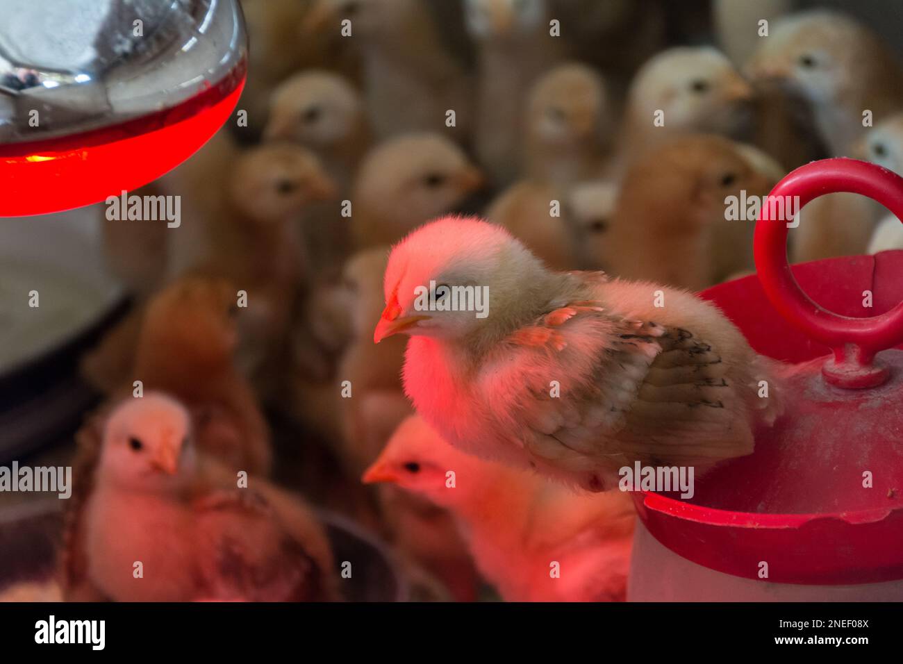 close-up photo of chickens heated with infrared light Stock Photo - Alamy