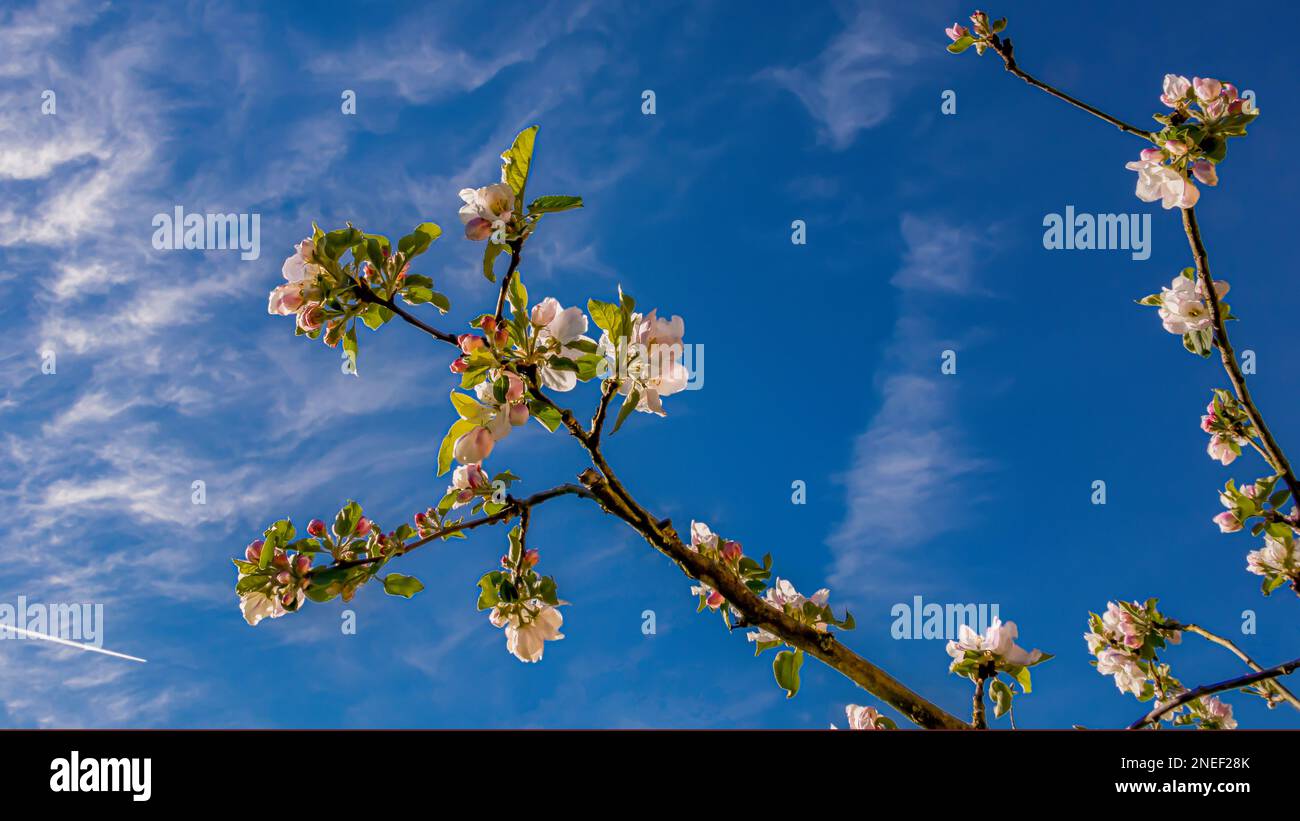 Half blossom hi-res stock photography and images - Alamy