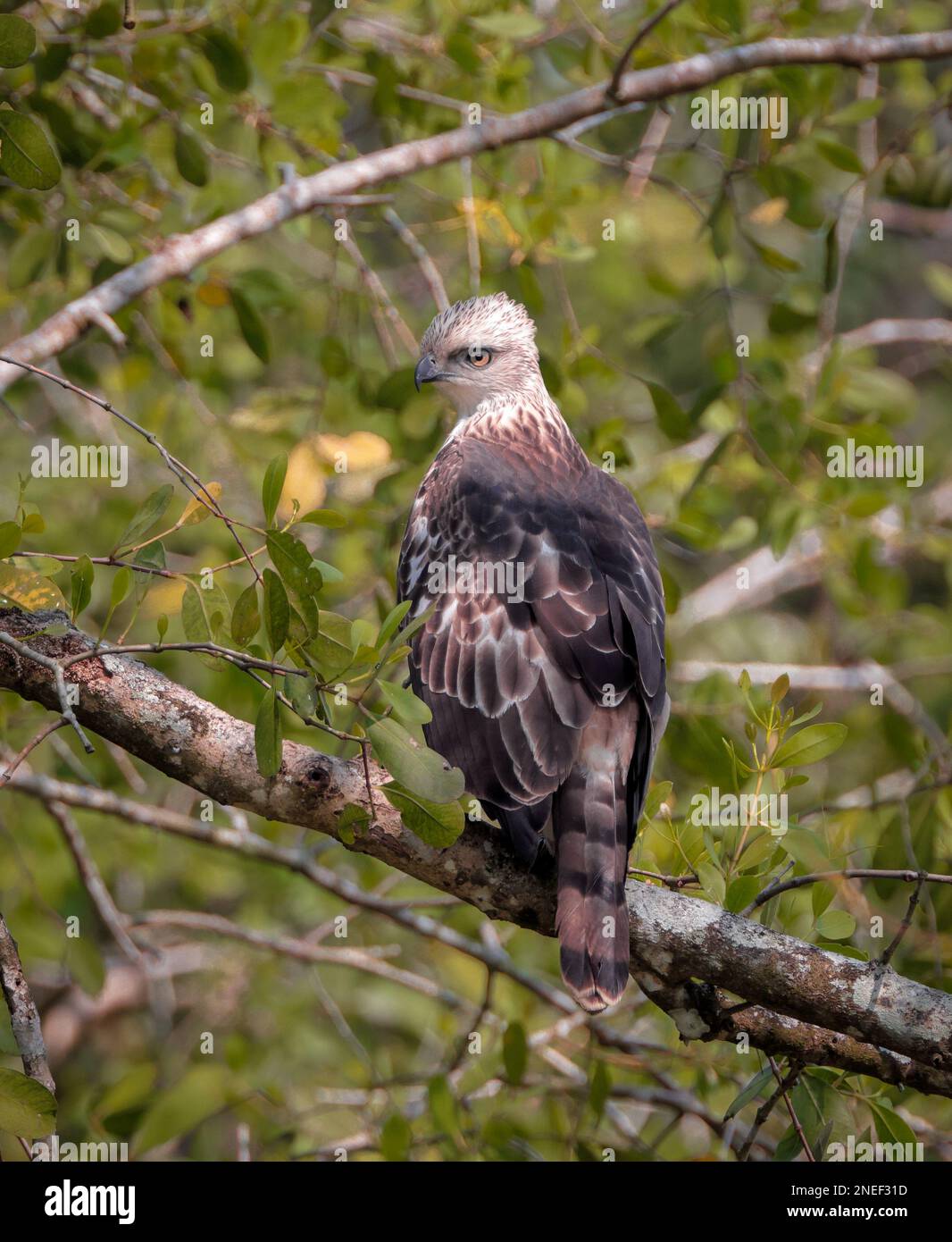 Changeable hawk-eagle is a large bird of prey species of the family ...