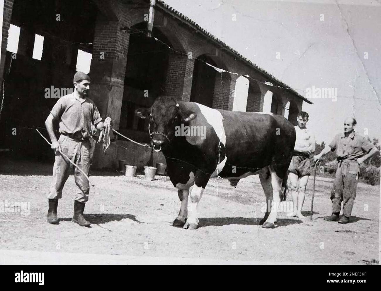 Agricoltura e Allevamento in Lombardia - Bovini (anni 30 Stock Photo ...