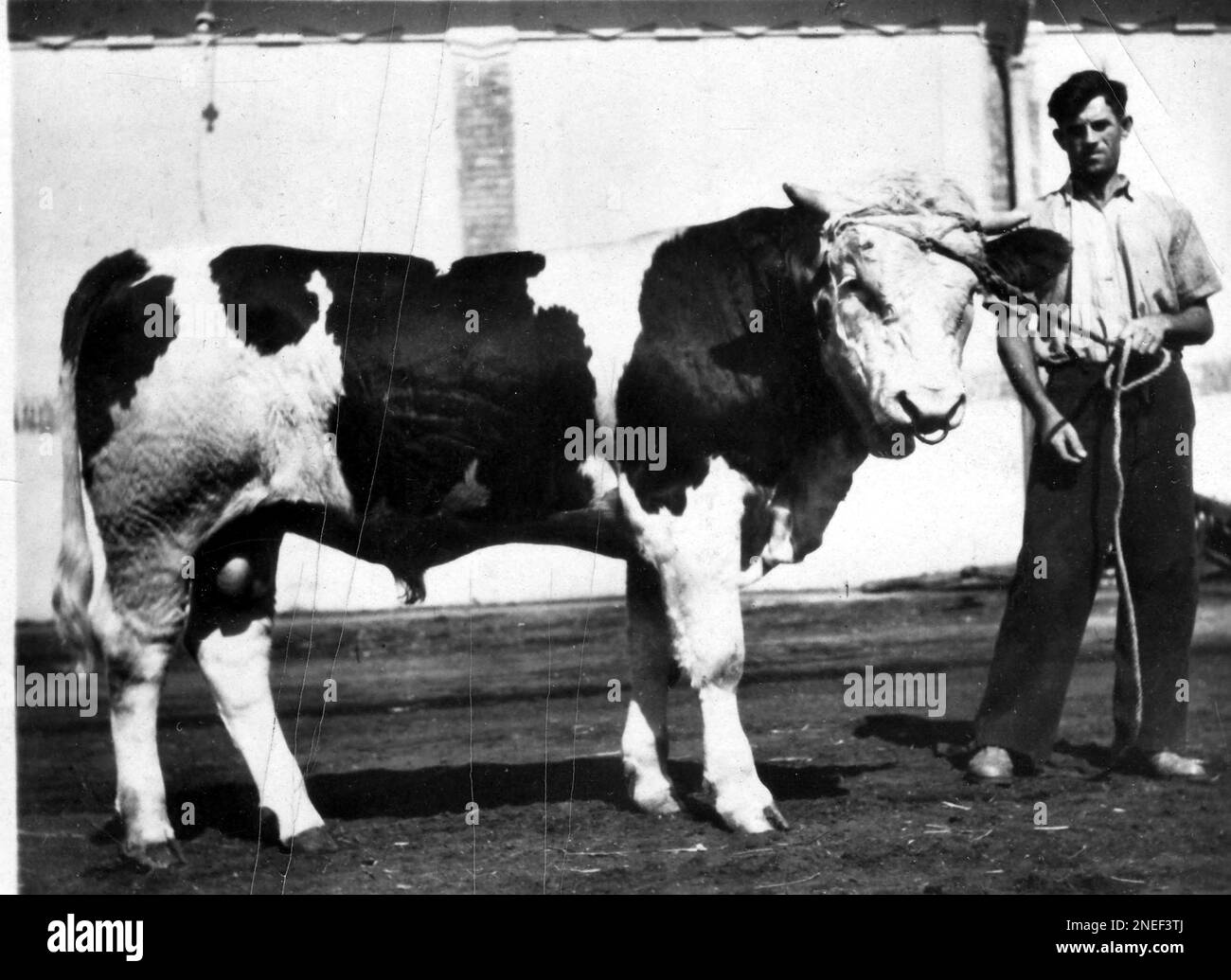 Agricoltura e Allevamento in Lombardia - Bovini (anni 30 Stock Photo ...