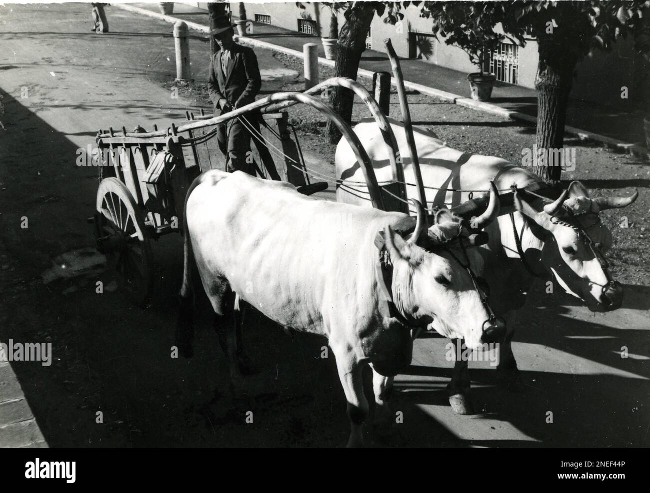 Les bovini hi-res stock photography and images - Alamy