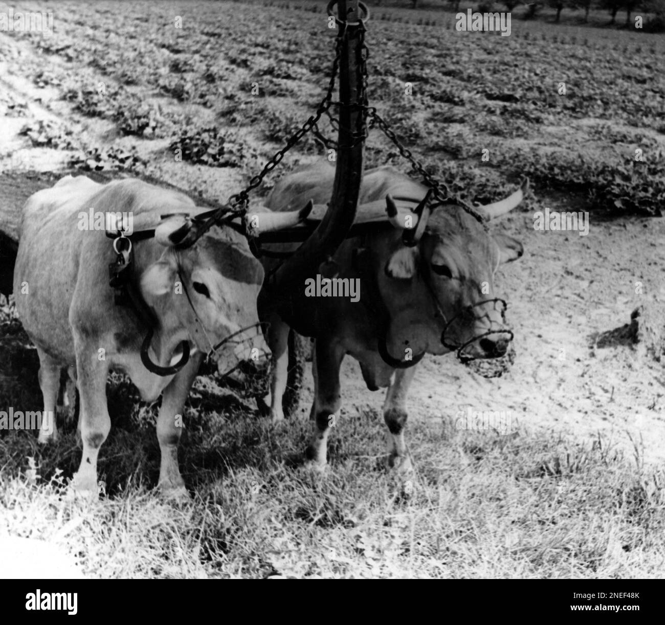 Agricoltura e Allevamento in Lombardia - Bovini (anni 30 Stock Photo ...