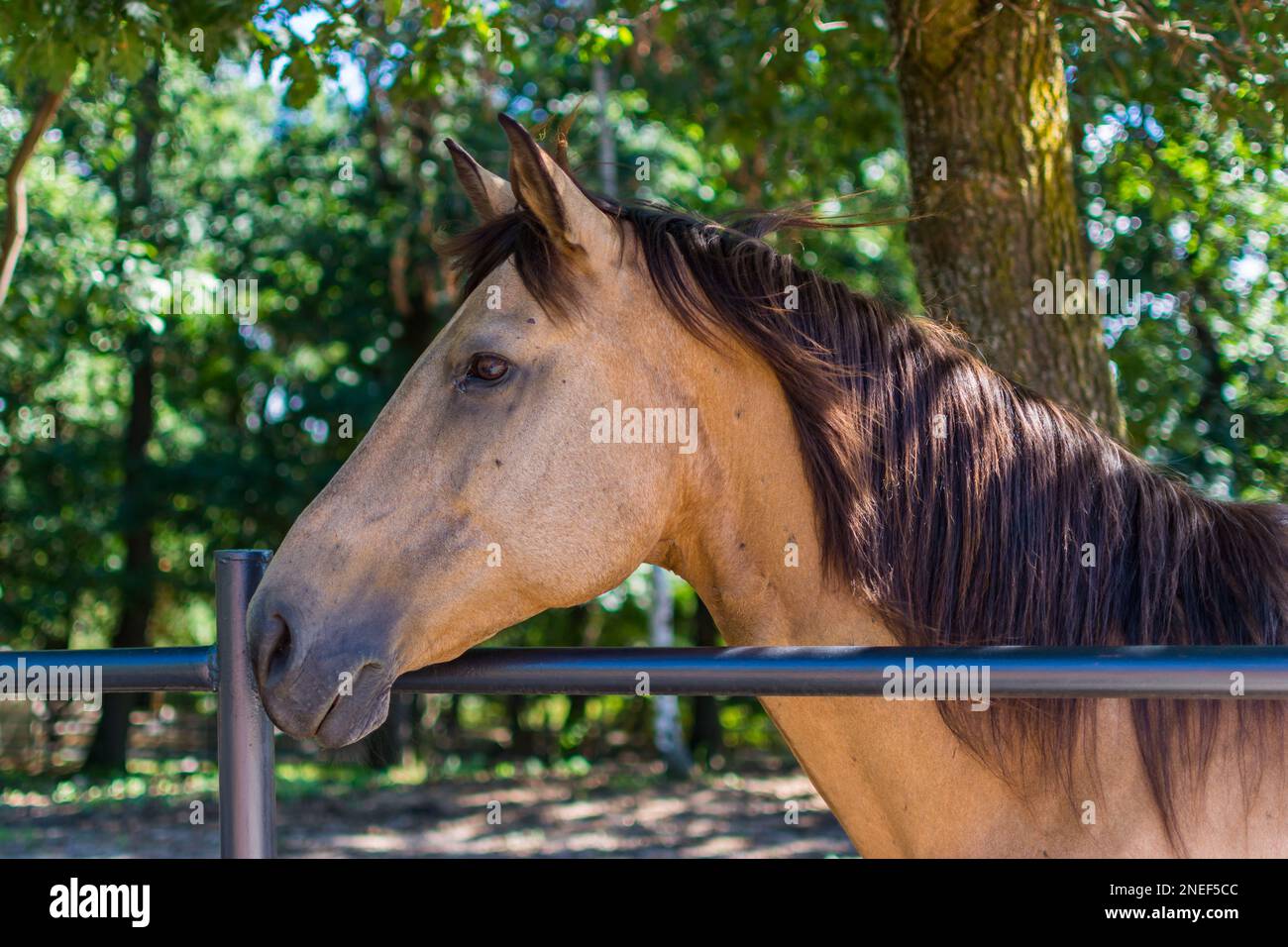 close-up photo of a beautiful horse Stock Photo - Alamy