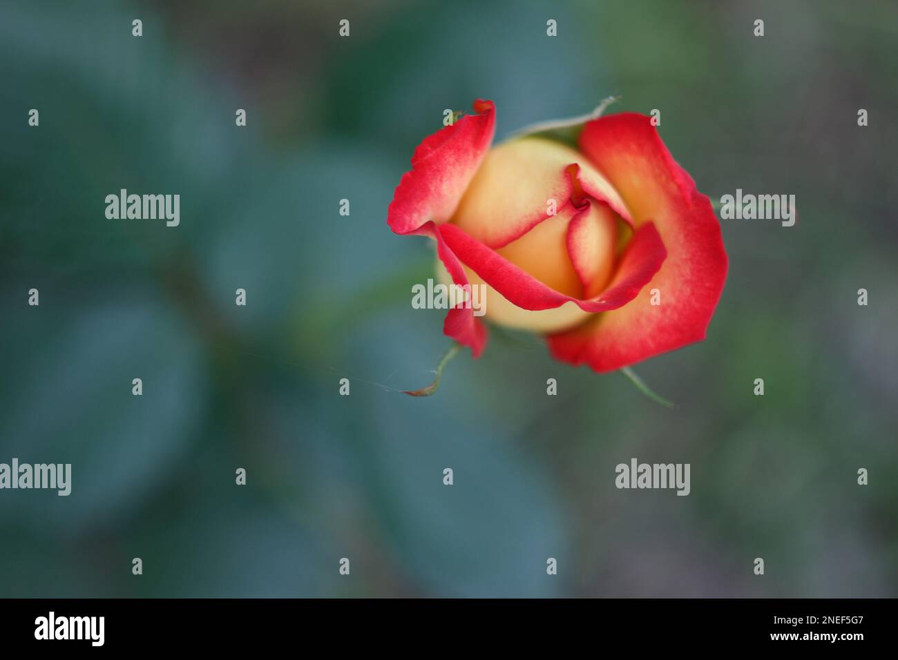 A beautiful red yellow rose hi-res stock photography and images - Alamy