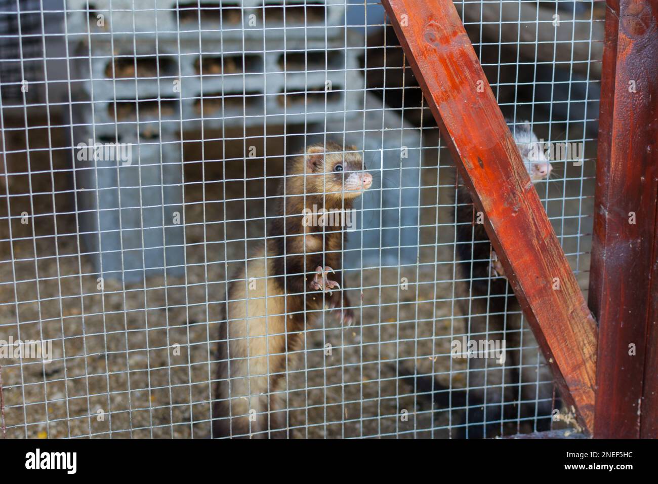 Polecat ferret hybrid hi-res stock photography and images - Alamy