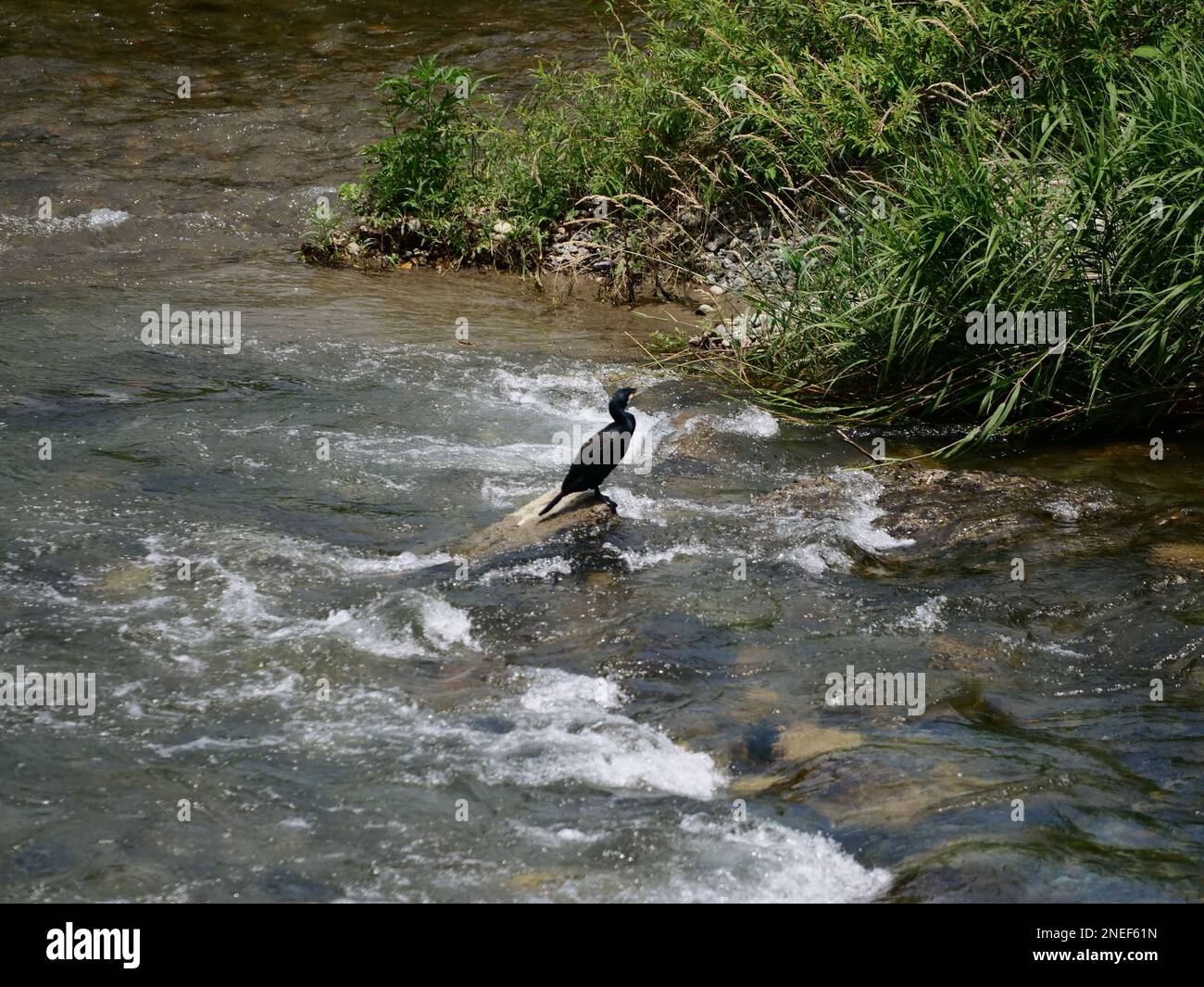 A cormorant sits on a rock in the fast-flowing Shinano river in ...
