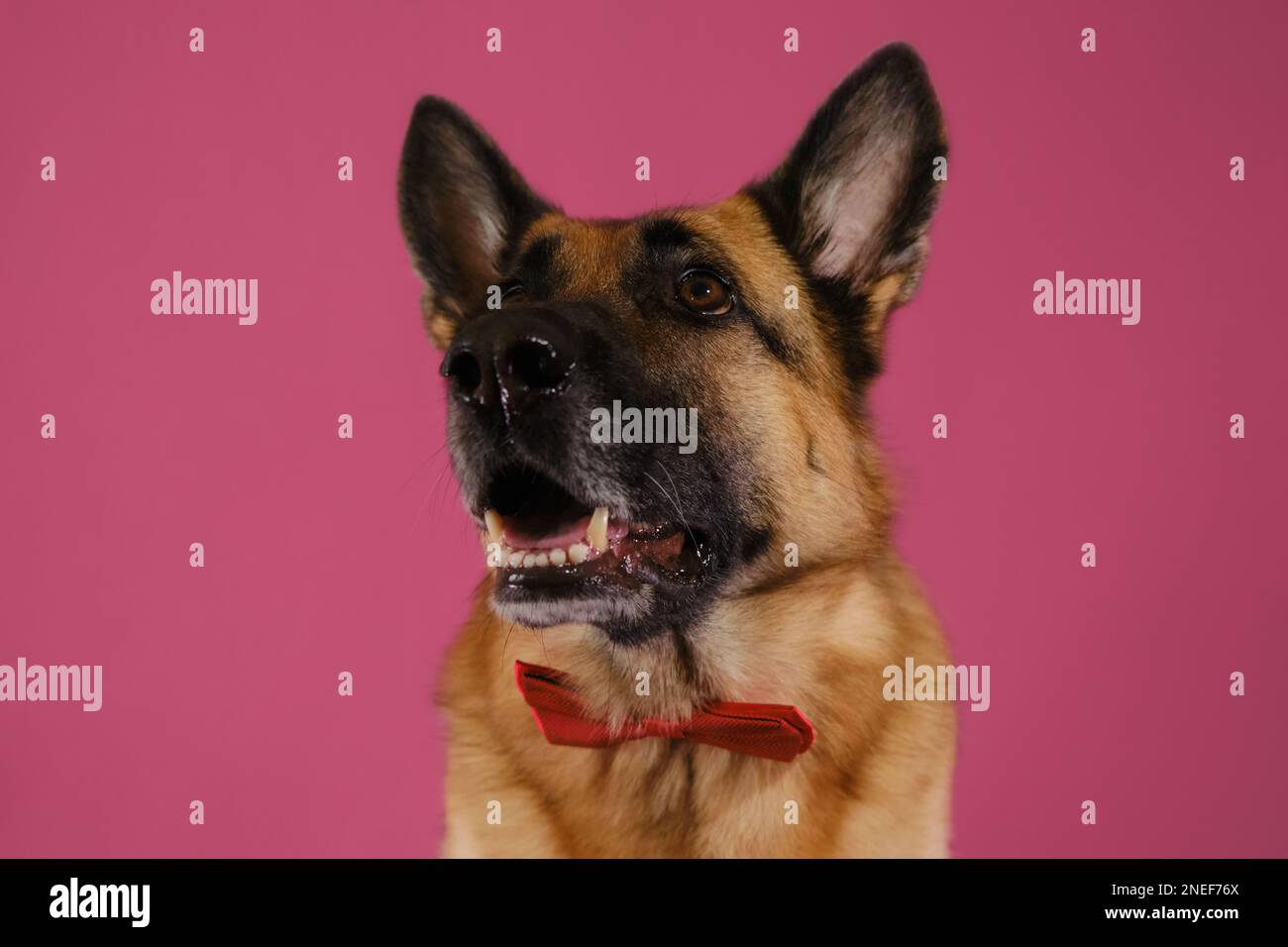 Postcard with pet on pink. German Shepherd dog wears bow tie and looks ...