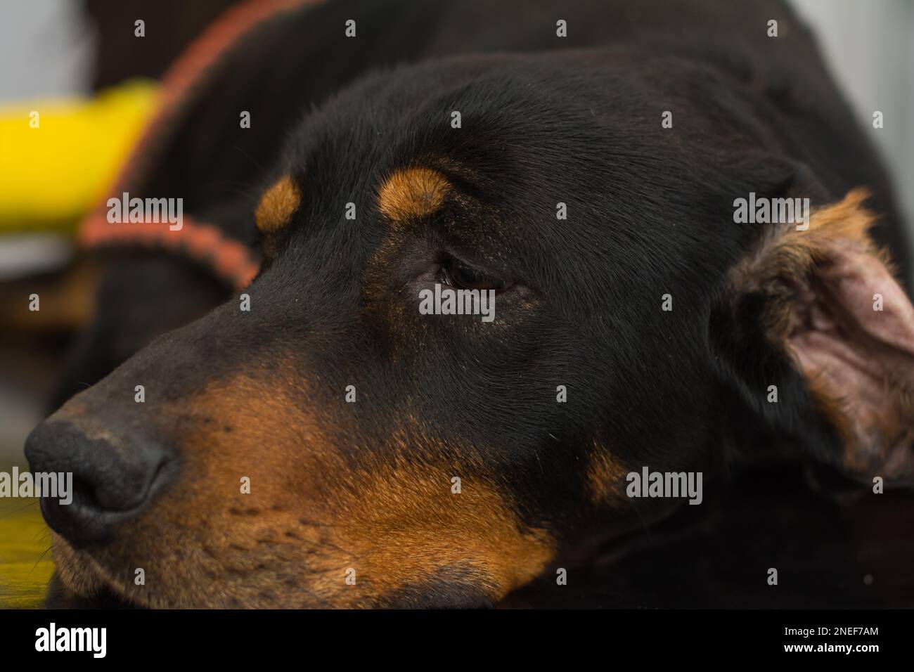 hunting dog Copoi ardelenesc sedated at the veterinary clinic Stock ...