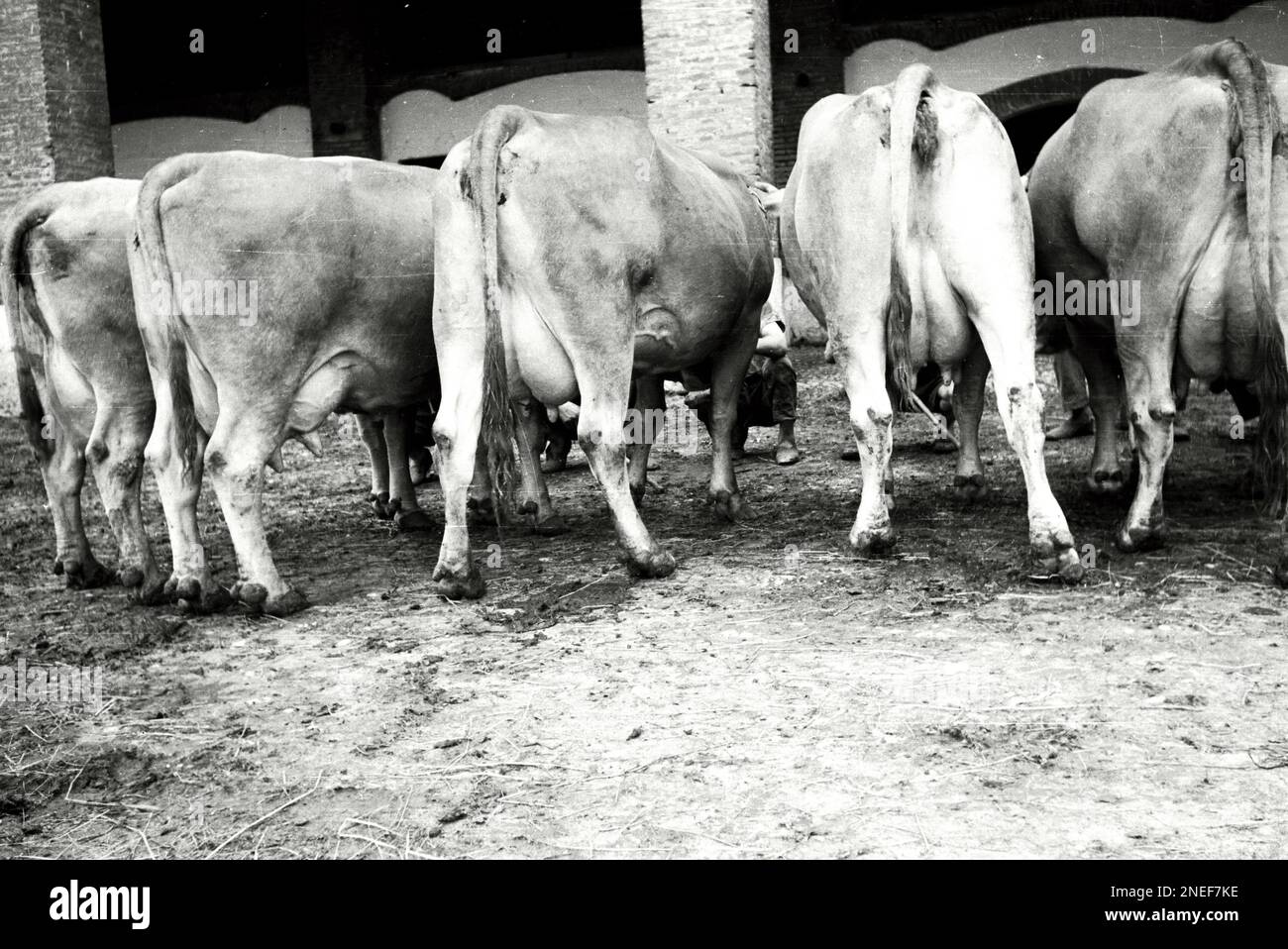 Agricoltura e Allevamento in Lombardia - Bovini (anni 30 Stock Photo ...
