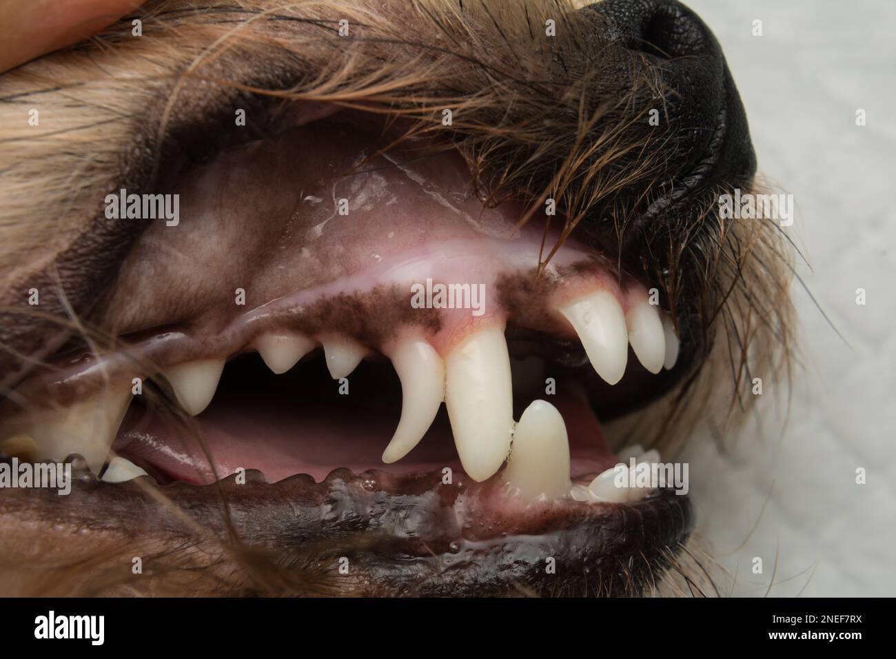 close-up photo of a dog mouth before decidual tooth extraction Stock ...
