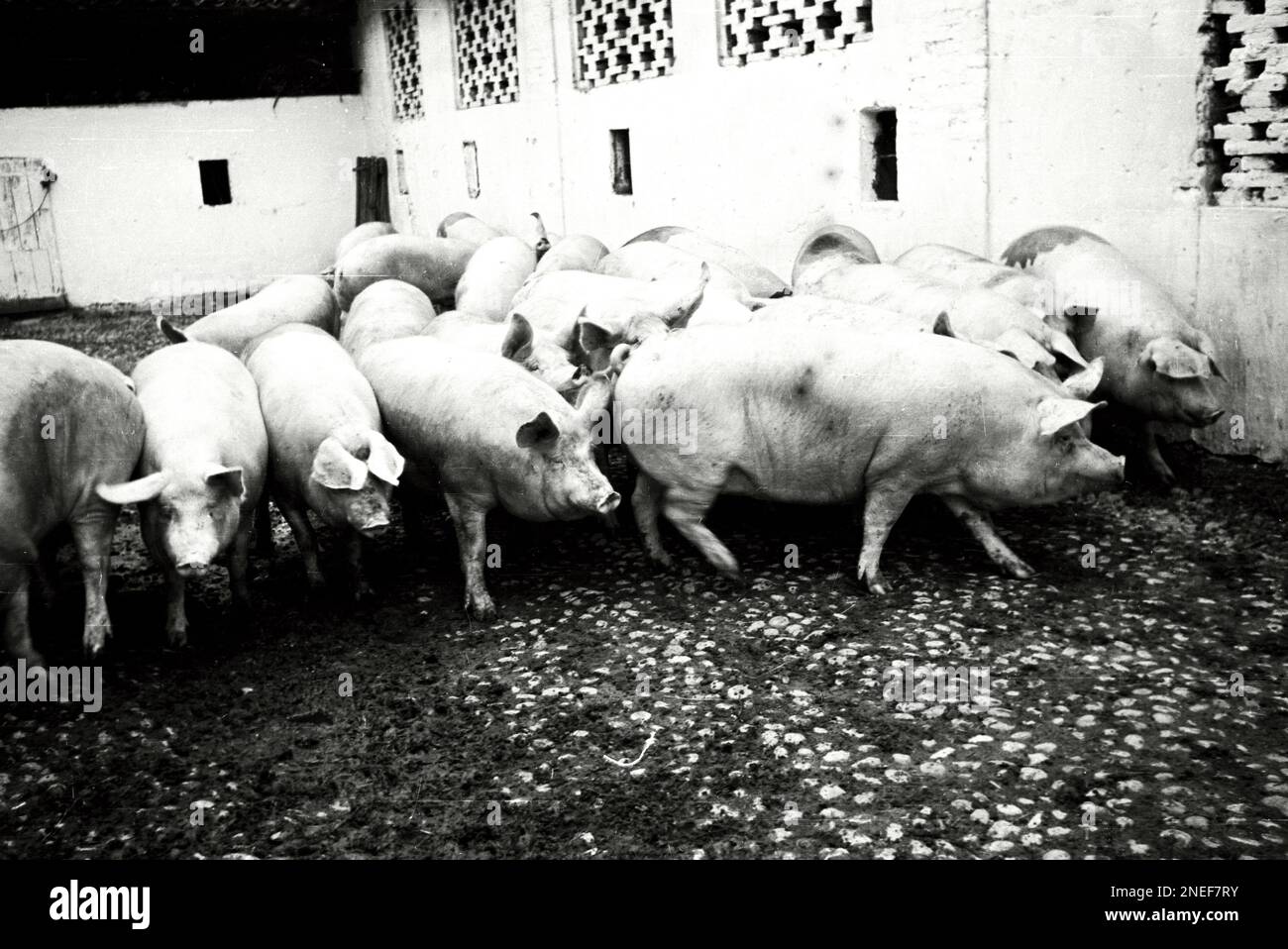 Agricoltura e Allevamento in Lombardia Stock Photo - Alamy