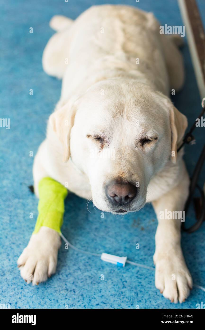 labrador retriever at the veterinary clinic Stock Photo - Alamy