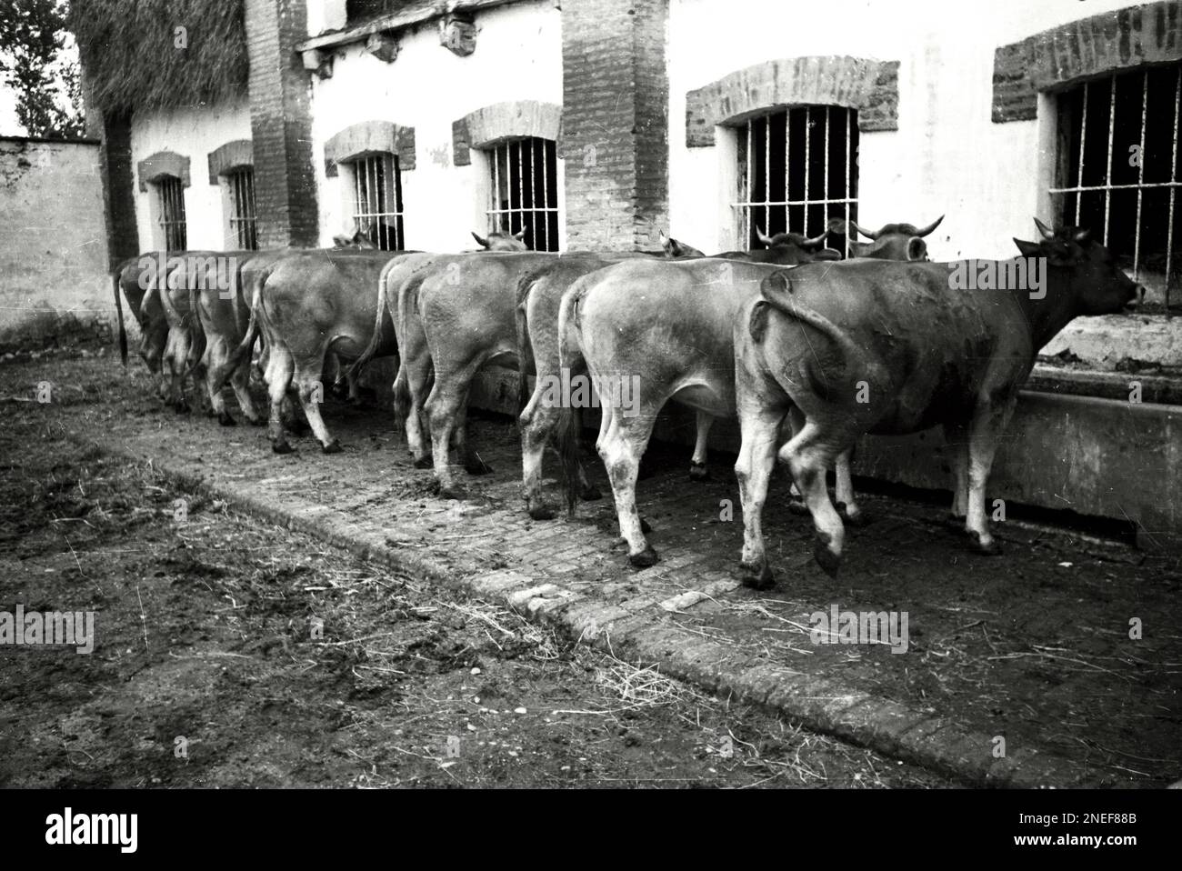 Agricoltura e Allevamento in Lombardia - Bovini (anni 30 Stock Photo ...